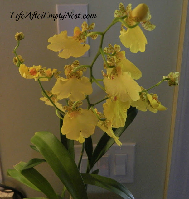 How to Grow Orchids – Tip Junkie