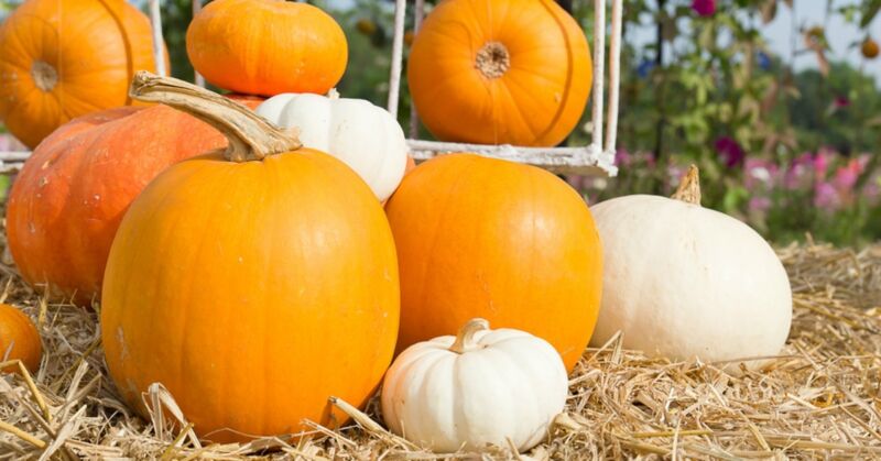 5 Tips For Picking The Perfect Pumpkin – Tip Junkie